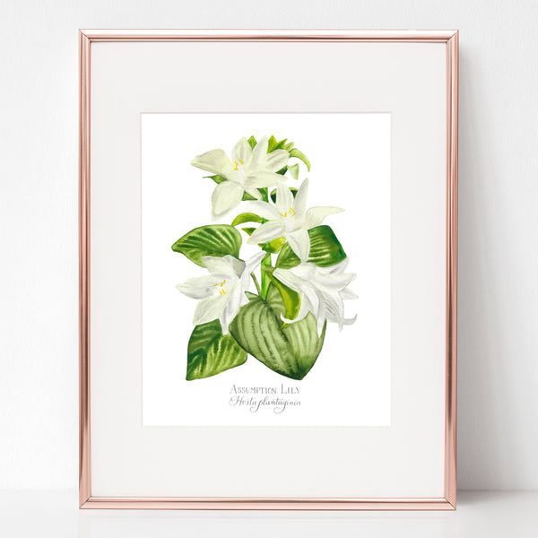 THE ASSUMPTION, THE ASSUMPTION LILY, Hosta plantaginia – Rose Harrington